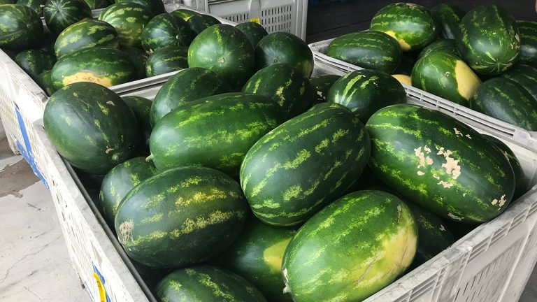 Part II: A Deeper Look into Grafted Watermelon Production and ...