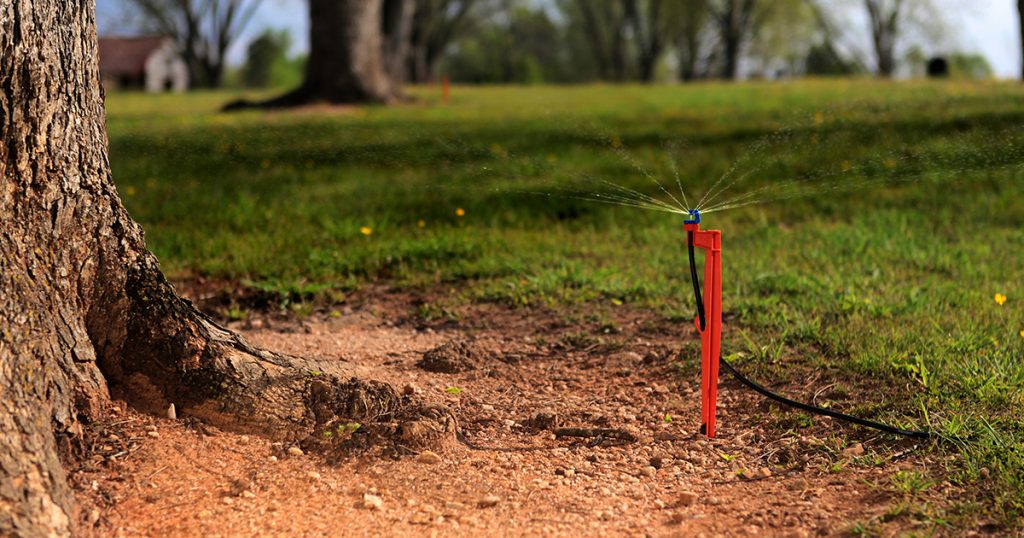The Importance of Irrigation in Pecan Production – TriEst Ag