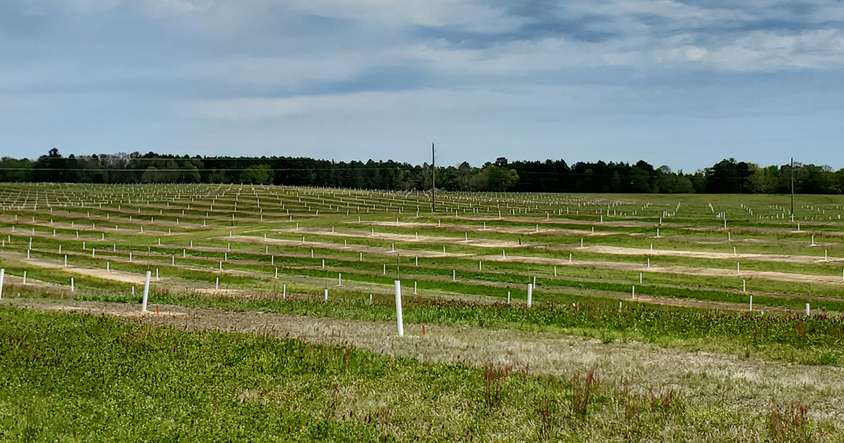 The Importance of Irrigation in Pecan Production – TriEst Ag