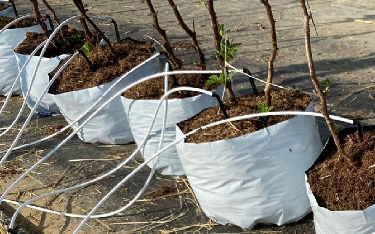 Soil to Substrate: Key Irrigation and Fertigation Ideas for Long Cane ...